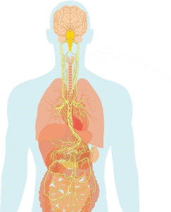Truvaga - Learn the Science Behind Truvaga Vagus Nerve Therapy