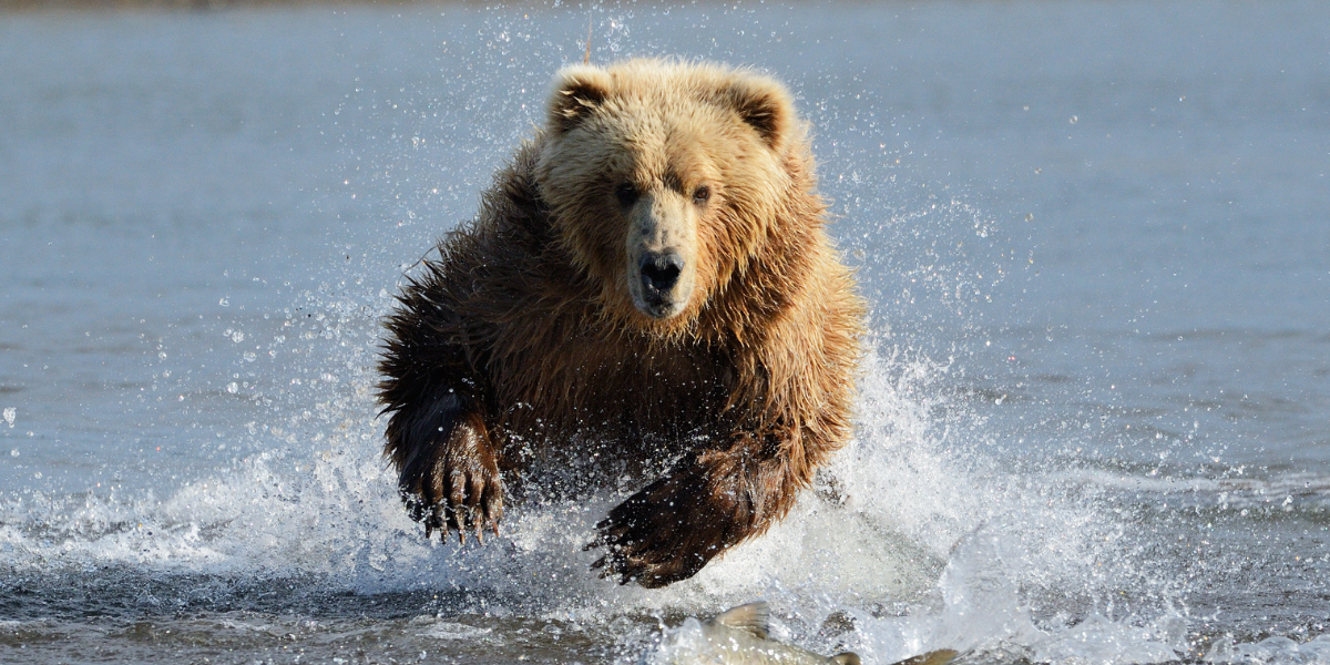 Understanding Fight, Flight, Freeze, and Fawn Responses | Truvaga